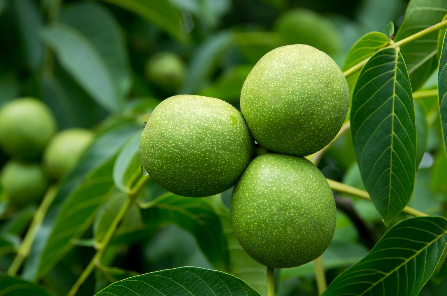 Grüne Walnüsse an Johanni 19. Juni 2025 - Wildkräuterei Köln